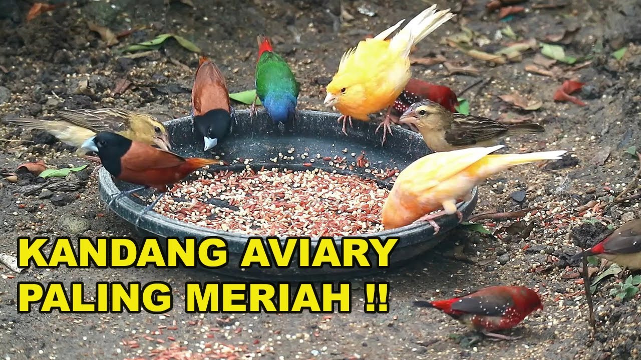 SEMUA JENIS BURUNG MAKAN BERSAMA DI AVIARY - YouTube