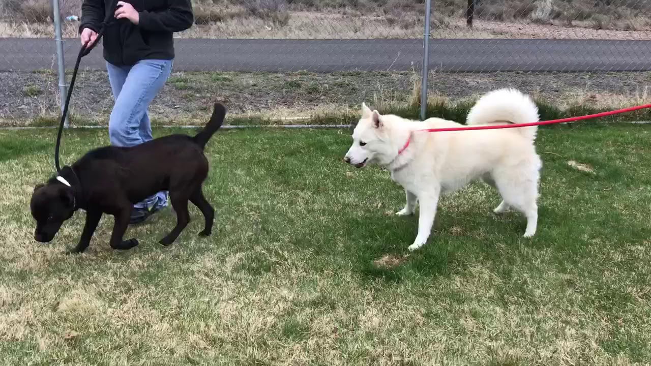 Sire dog toDog - YouTube