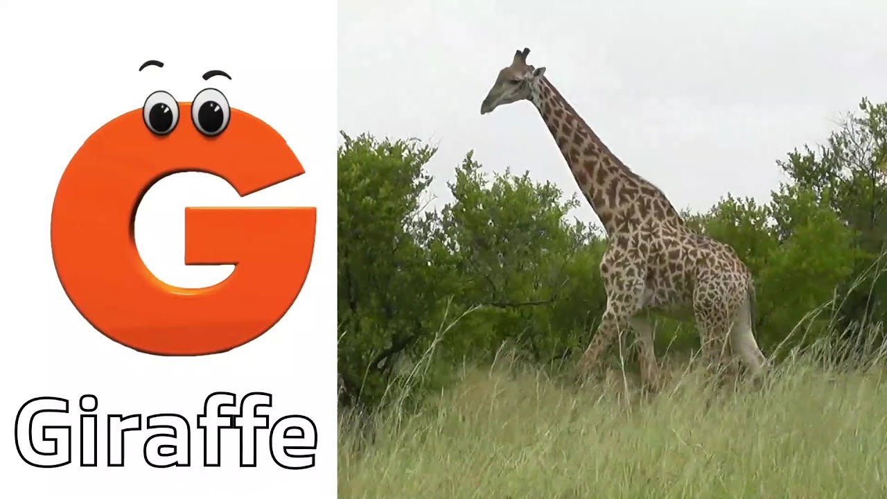 Animals ABC Song | Animals Alphabet Song | Alphabet Letters | Phonics ...