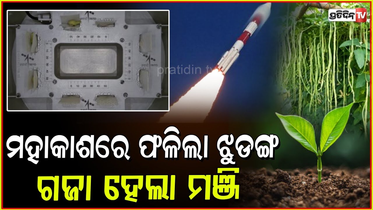 ମହାକାଶ ରେ ଗଜାହେଲା ଝୁଡ଼ଙ୍ଗ ମଞ୍ଜି ! Isro grows crops in space, cowpea ...