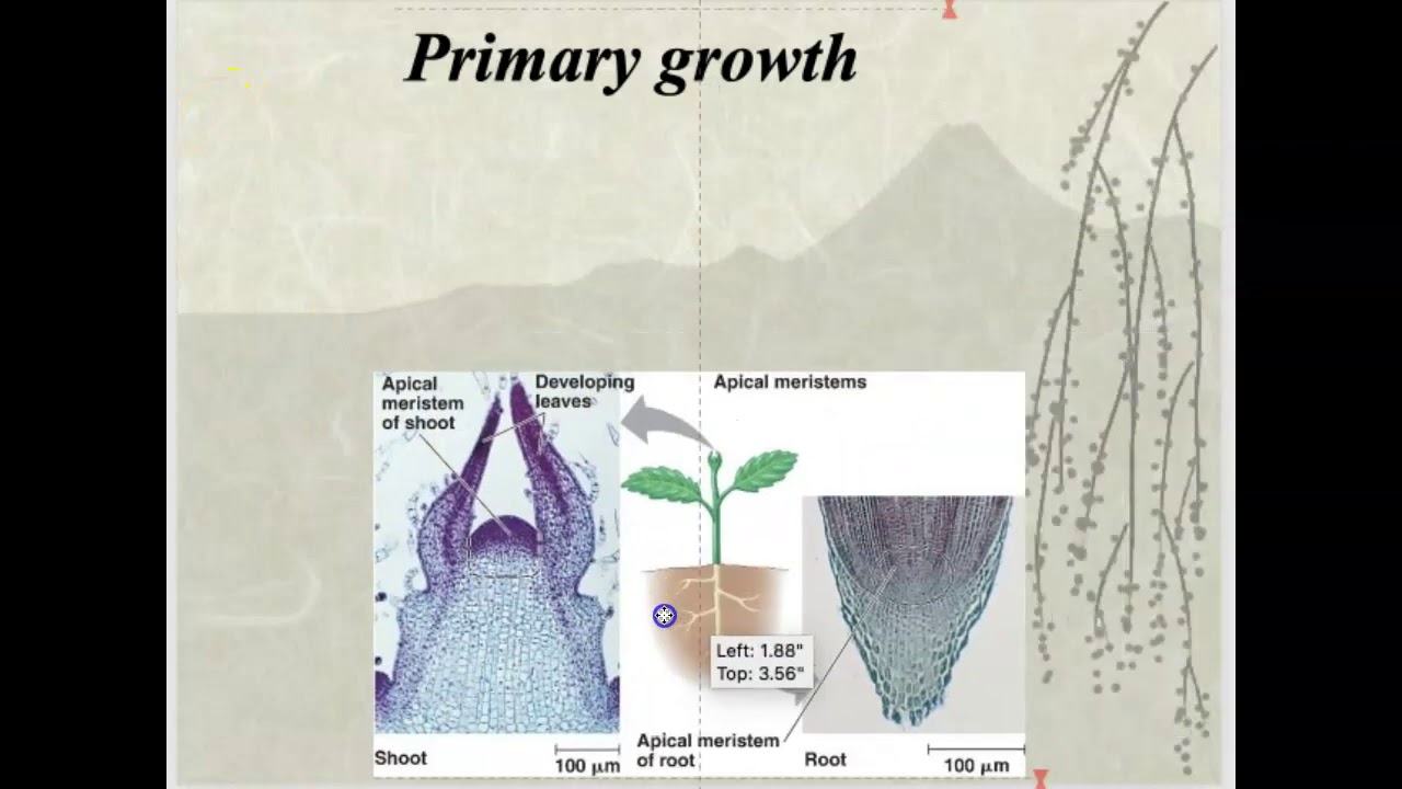 Bio 112 Plant Structure & Growth Part 4 - YouTube