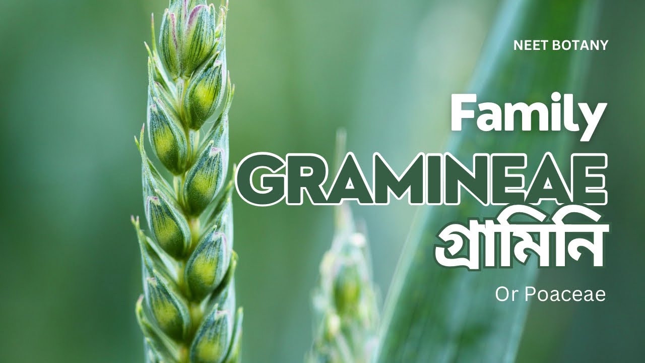 Graminae/Poaceae family characteristics in Bengali - NEET BOTANY - YouTube