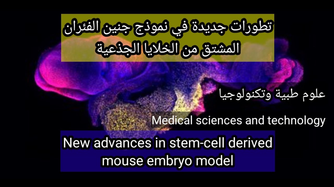 New advances in stem-cell derived mouse embryo modelتطورجديد لجنين ...