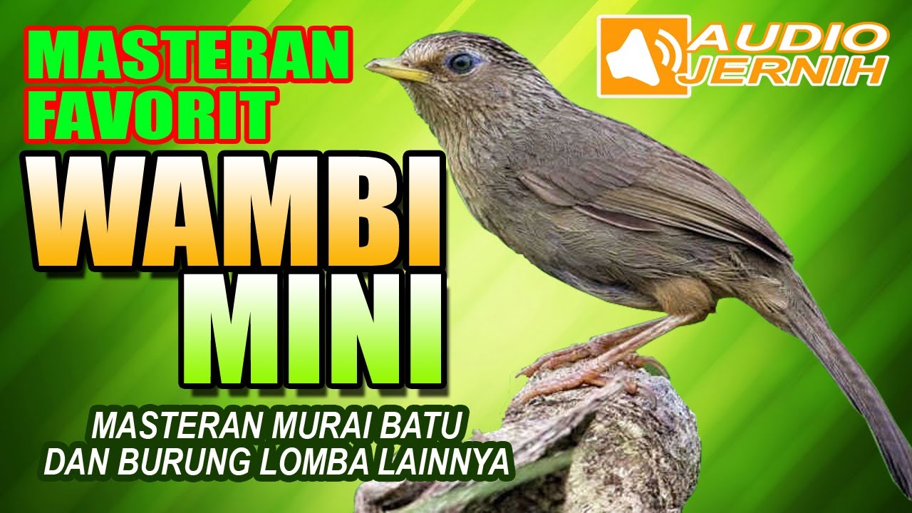 MASTERAN SUARA WAMBI MINI GACOR | FULL ISIAN VOLUME KERAS TEMBAKAN ...