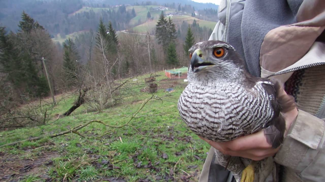 Napad kragulja! - YouTube