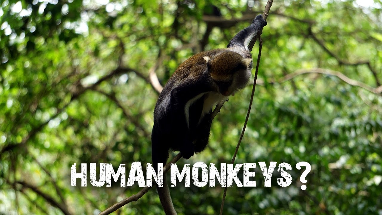 Human Monkeys? BOABENG-FIEMA MONKEY SANCTUARY in Ghana | 4K Video ...