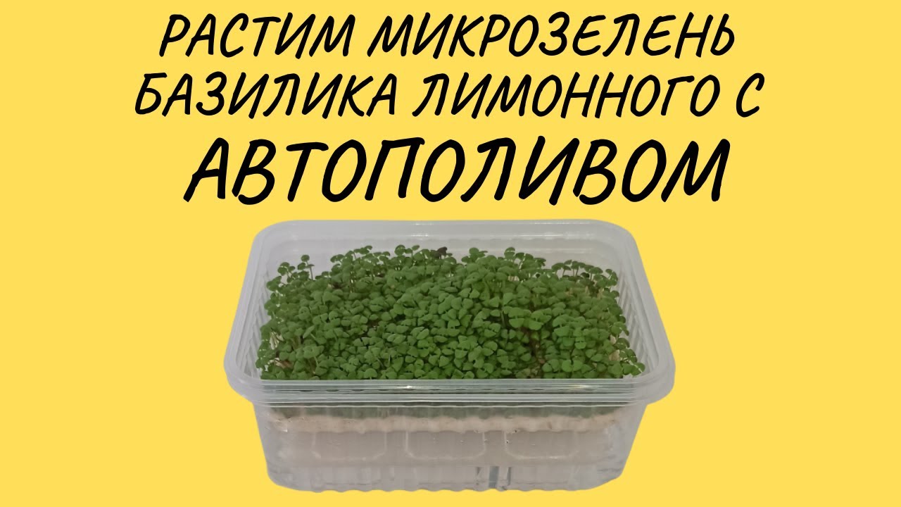 Выращивание микрозелени базилика лимонного в домашних условиях Youtube