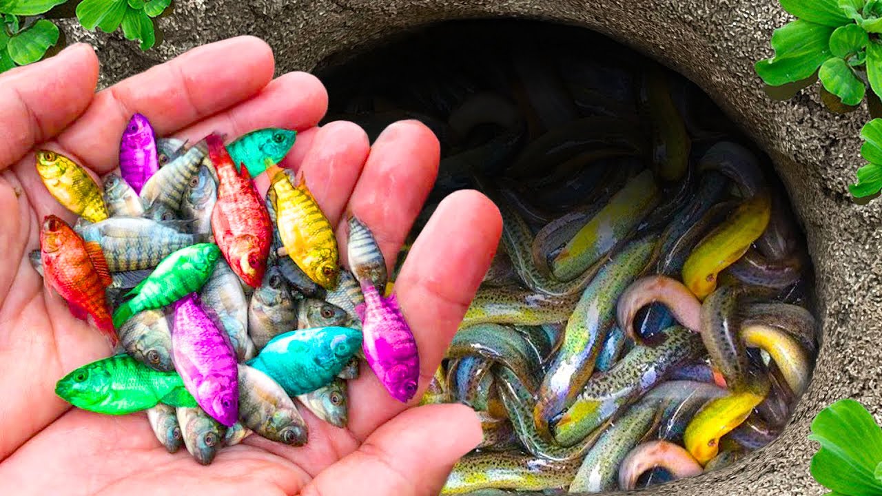 Catch beautiful ornamental fish in small ponds, black guppies, red ...
