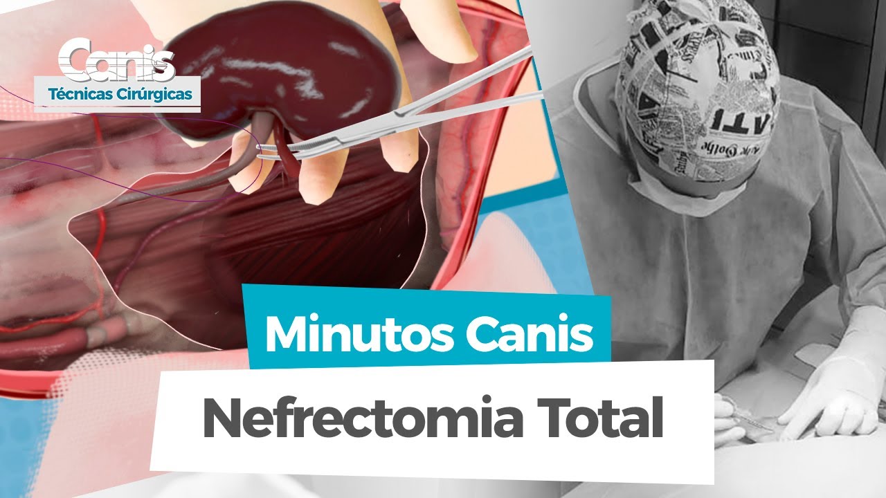 Nefrectomia Total - Minutos Canis - Técnicas Cirúrgicas - YouTube