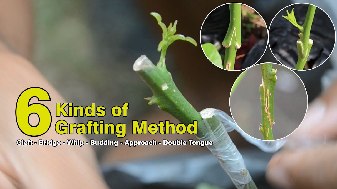 6 Grafting example in HD Video - YouTube