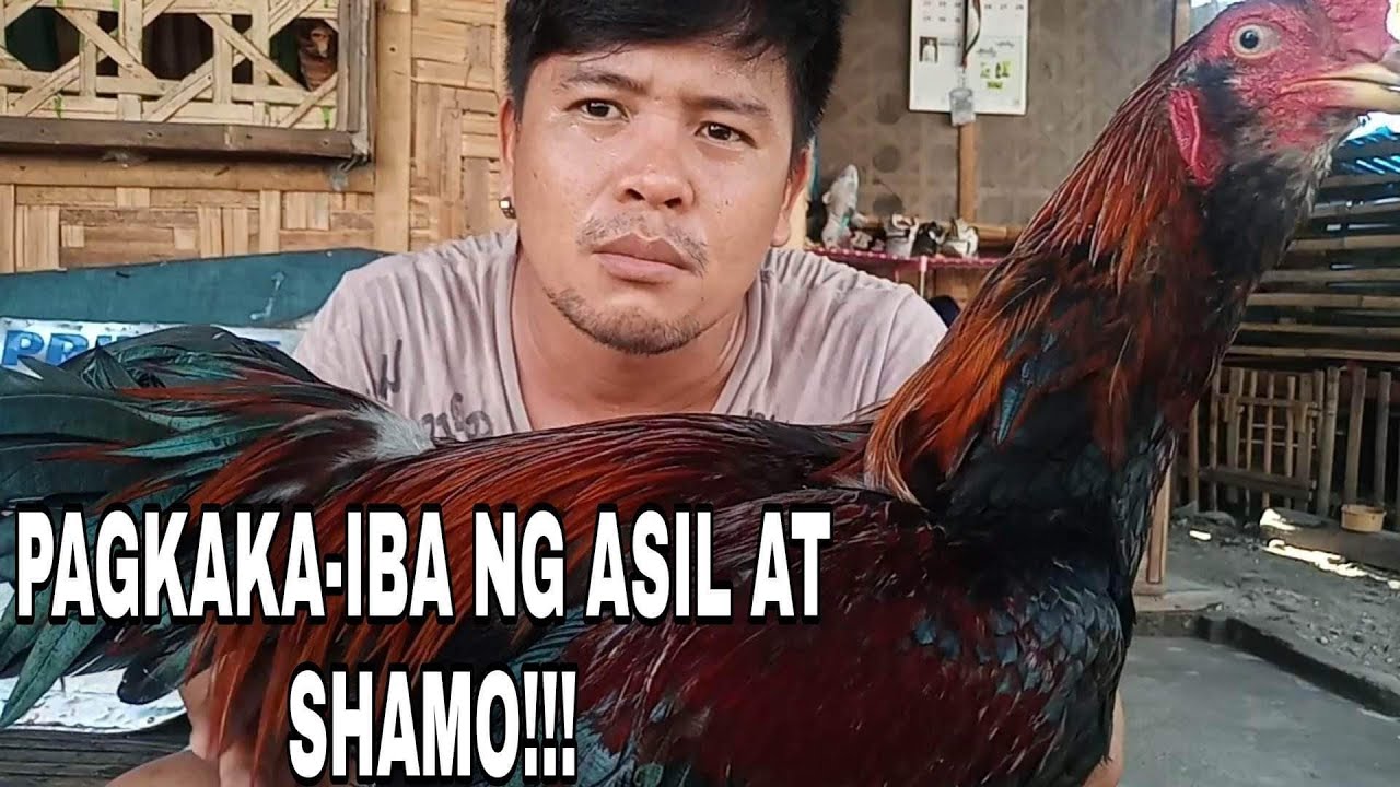 Ang pagkaka-iba ng shamo at asil na manok!!! - YouTube