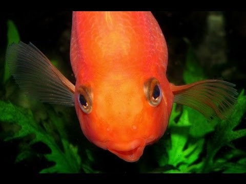 Red Blood Parrots (Blood Parrot Fish) Enjoying Some Sun Dried Krill ...