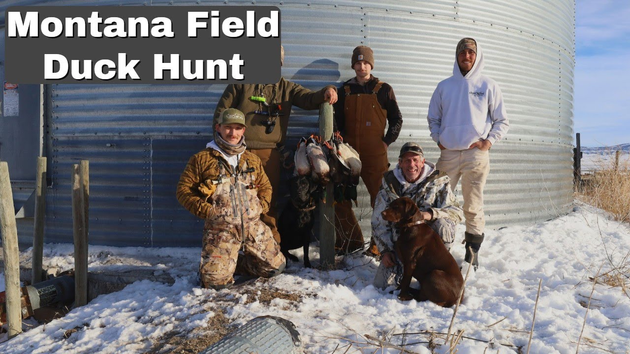 Montana Field Duck Hunt! - YouTube