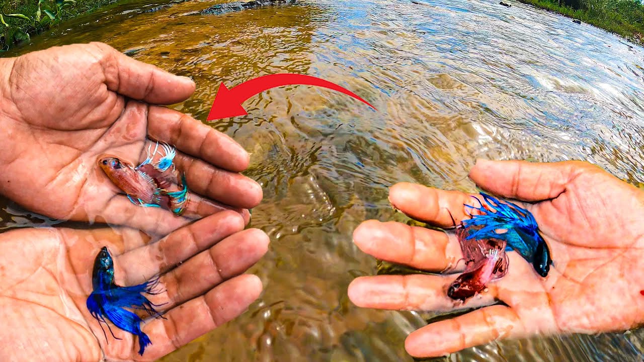 Look So Amazing Road man catch cute betta fish by running water - YouTube