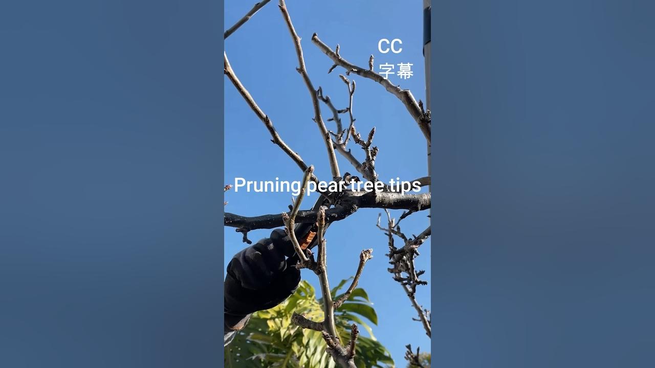 Pear tree pruning tips & old pear tree pruning 梨树剪枝 - YouTube