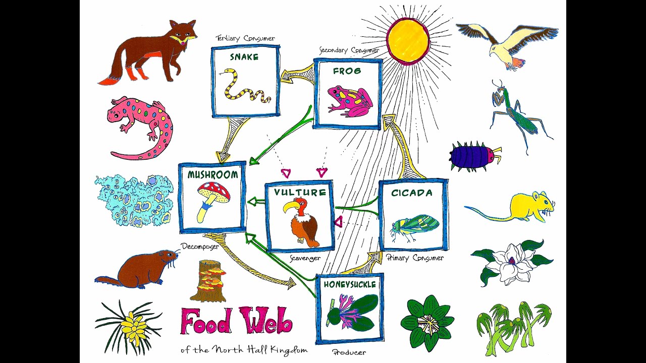 Webbing Activity 2014 - YouTube
