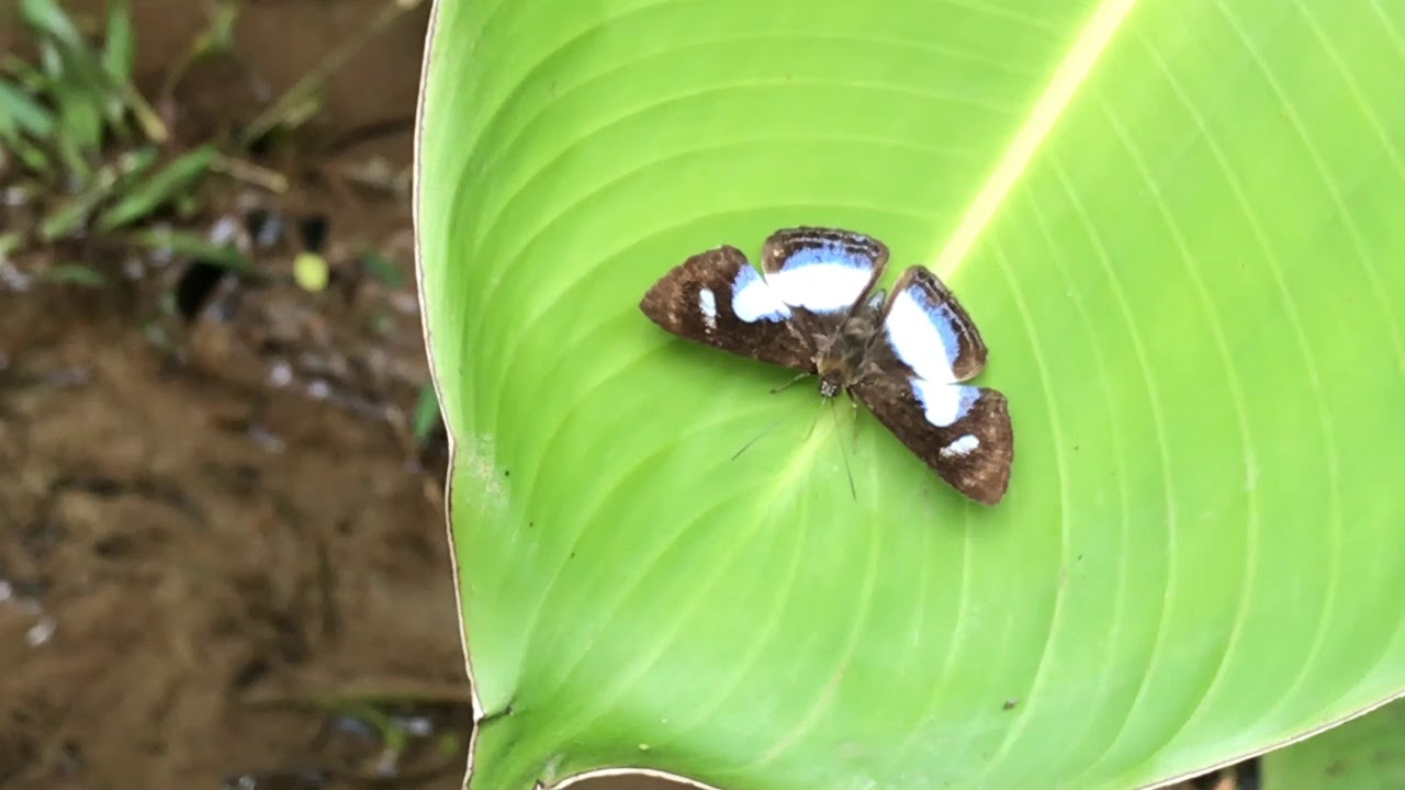 イレネアイチモンジシジミタテハThisbe irenea ピングロ川 2018/10/26 Rio Pingullo, Butterfly ...