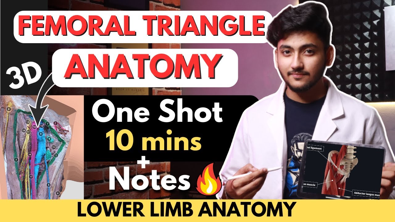 Femoral Triangle Anatomy ( 3D ) - Lower Limb Anatomy with Exam Notes🔥 ...