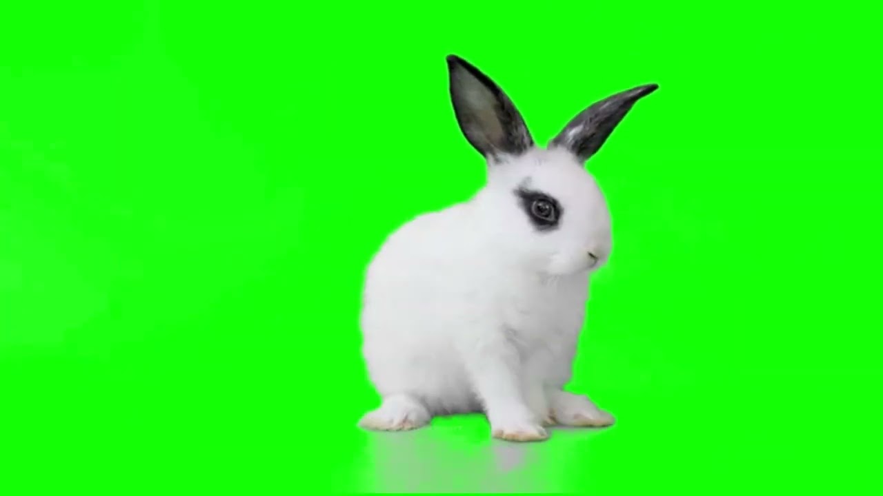 Free Green Screen White Rabbit walking:Green screen Master - YouTube