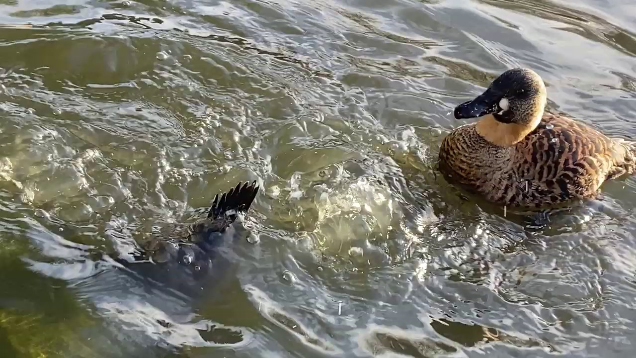 White backed Ducks diving for seeds - YouTube