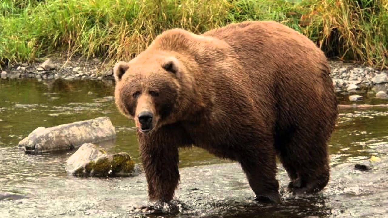 LOS ANIMALES MAS GRANDES DEL PLANETA TOP 10 # - YouTube