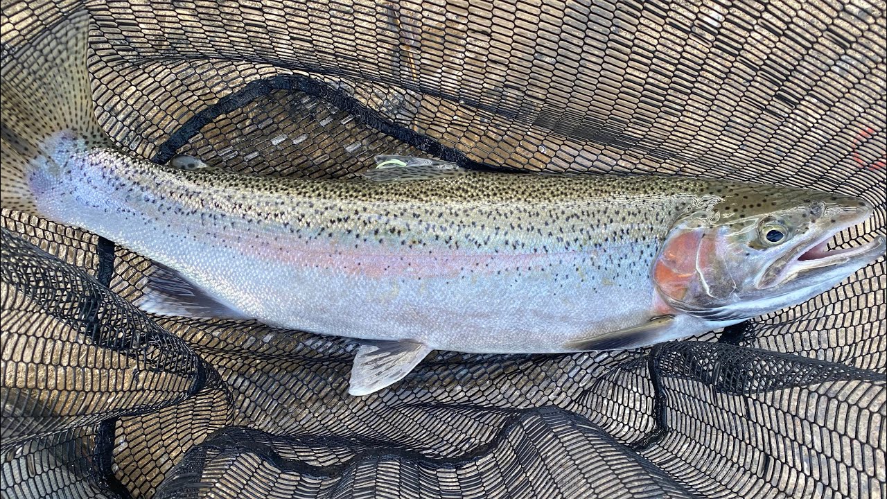 STEELHEAD FISHING IN ROCKY RIVER OHIO - YouTube