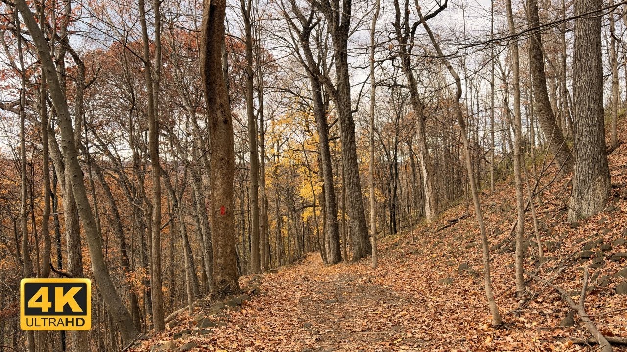 Late Autumn Woodland Path Walk in 4K | Real Footsteps, Soft Bird ...