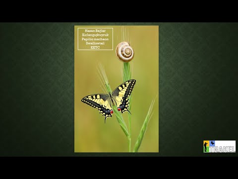 Trakel.org - Kasım 2021 En Beğenilen Kelebek Fotoğrafları
