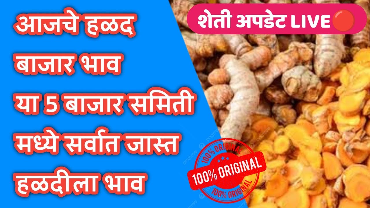 Halad Bajar Bhav Today || हळदीला मोठ्या प्रमाणात मागणी || या 5 बाजर ...