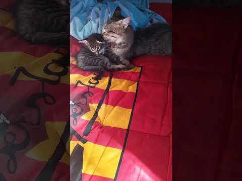 Anne Kız Aşkı...Kedilerimiz...