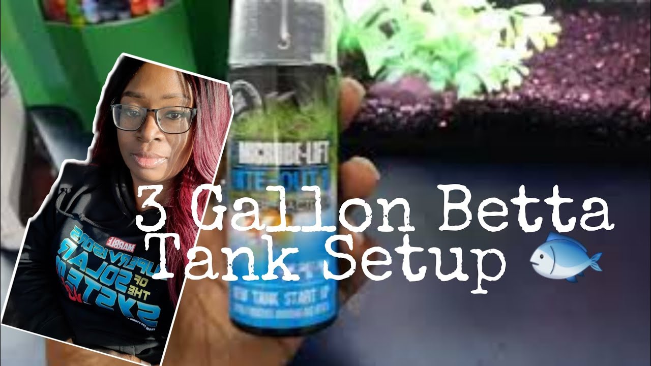 3 Gallon Betta Tank Setup-Betta Aquarium Setup Ideals - YouTube
