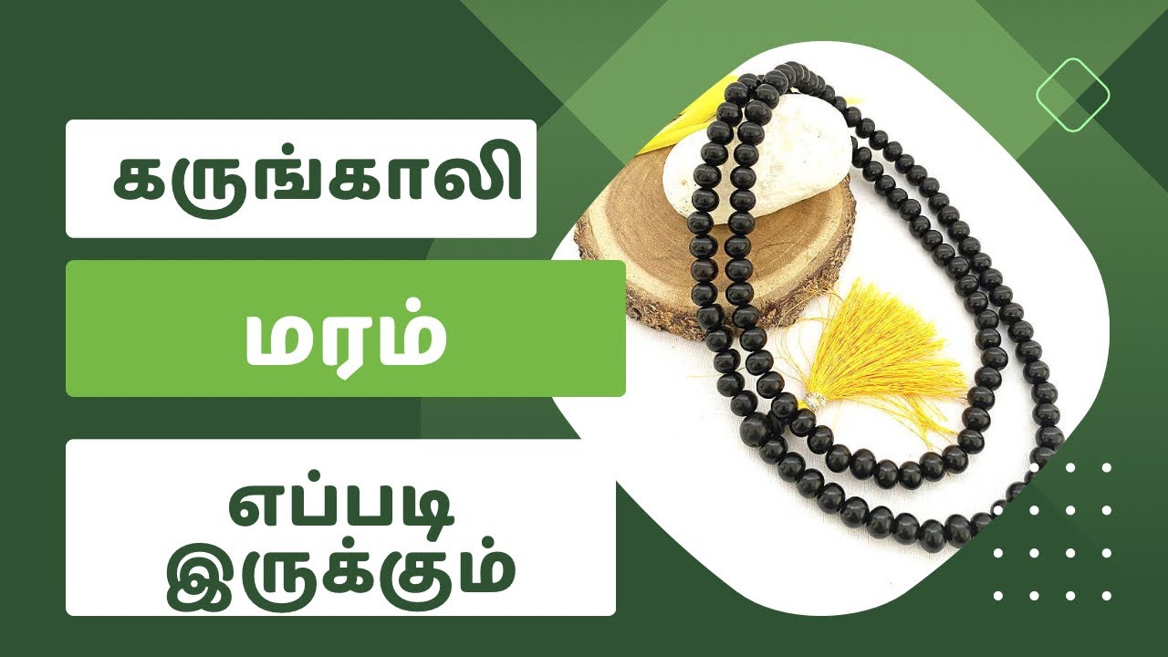 Where can I get original Karungali tree ~ Buy original Karungali plant ...