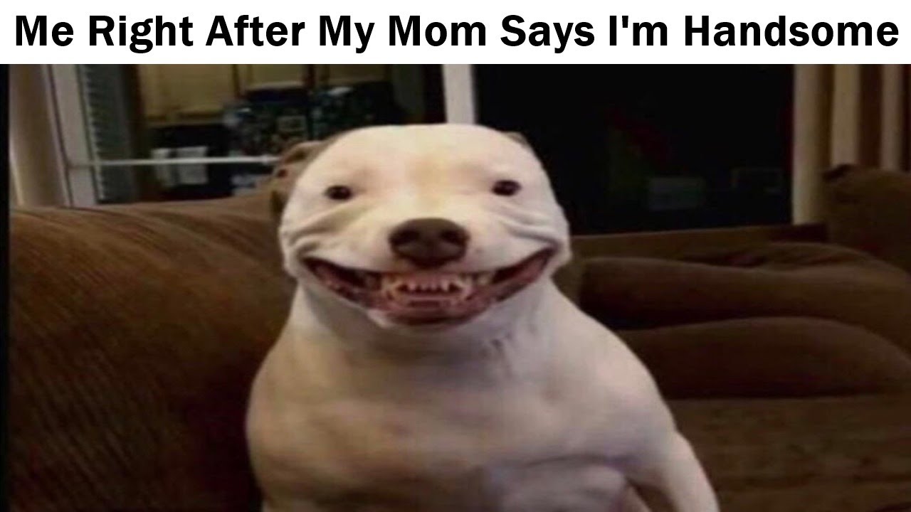 Daily Fresh Memes 126 - YouTube