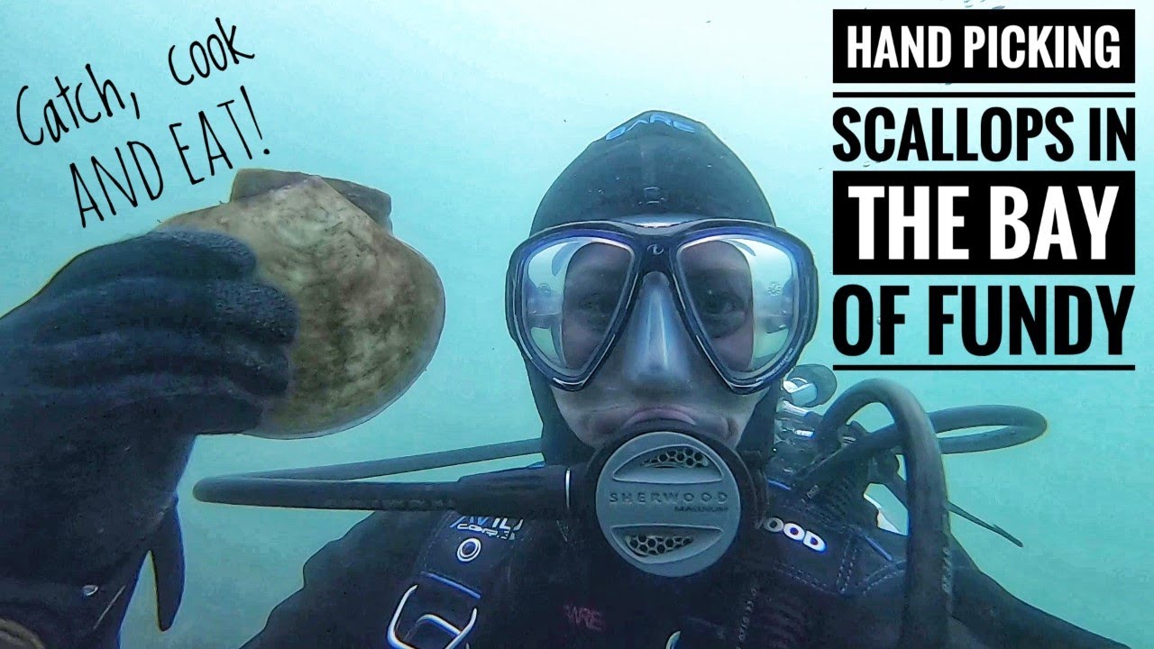 Hand Picking Bay of Fundy Scallops | SCUBA Diving | Sea Life | Catch ...