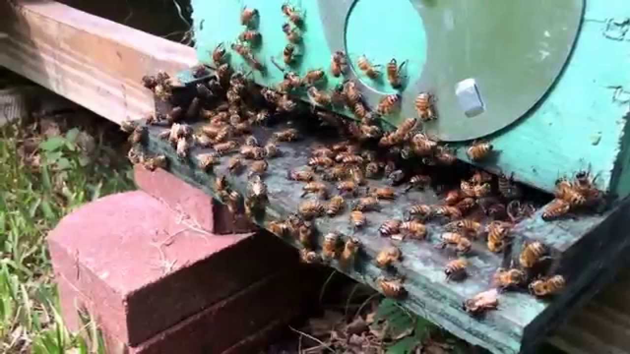 Honeybees Fanning to Cool Hive - YouTube