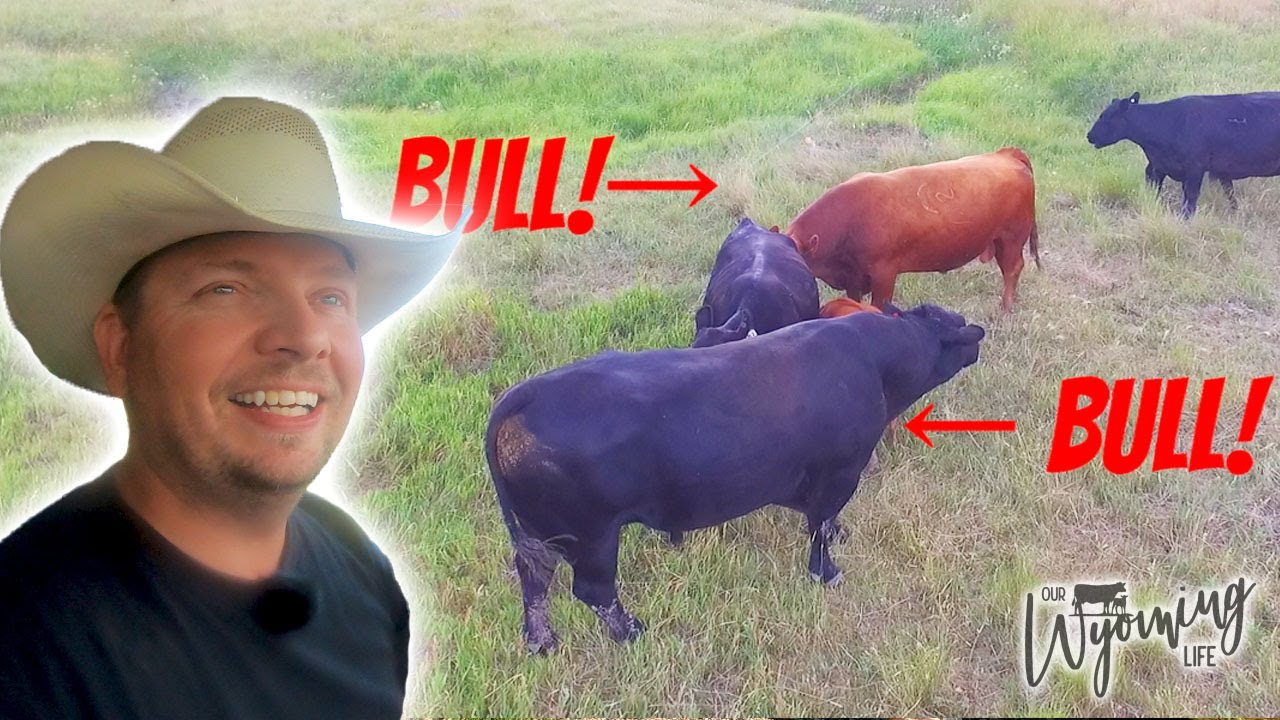 The Neighbors Bull - Lost and Found - YouTube