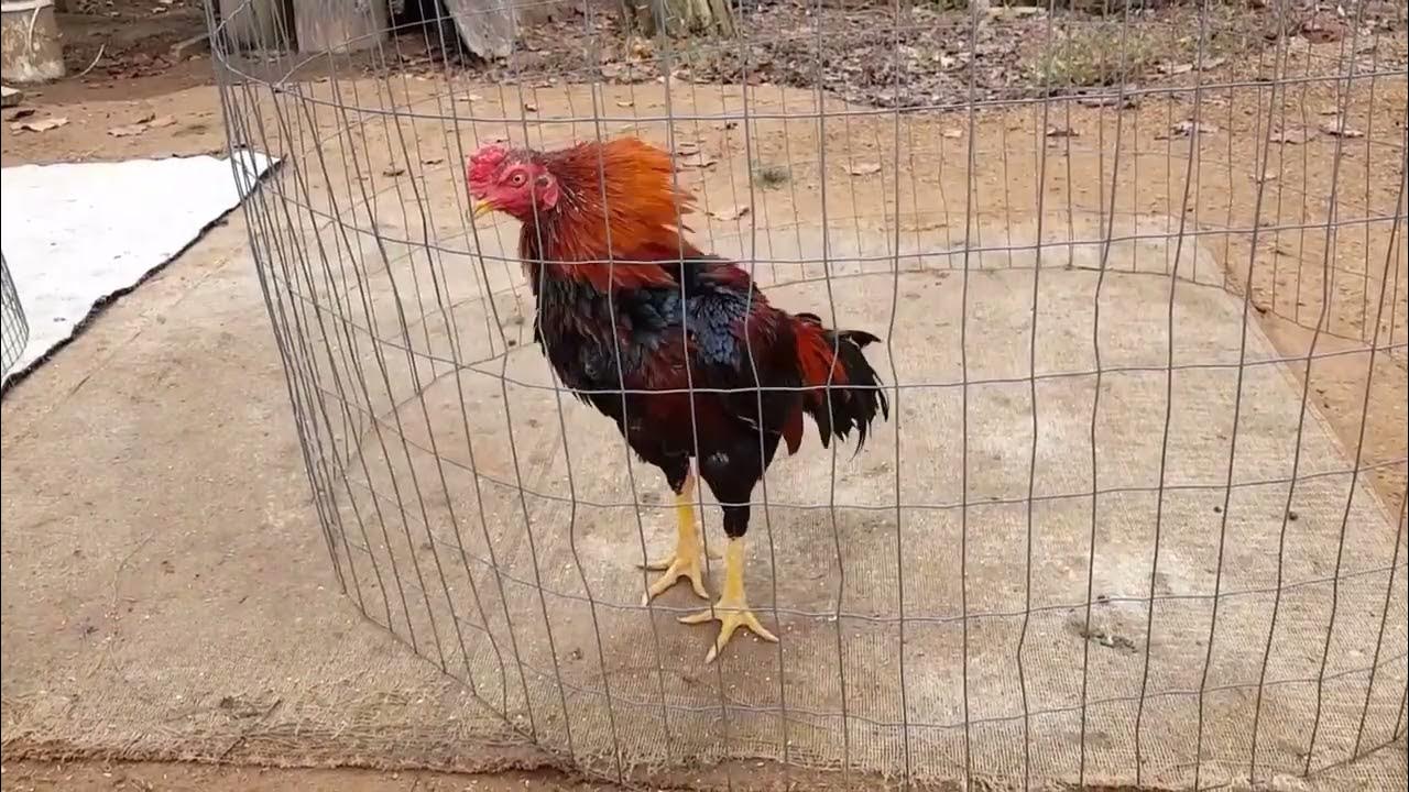 Saib Lau Qaib Ua Si Xwb Nawb ♡♡ - YouTube