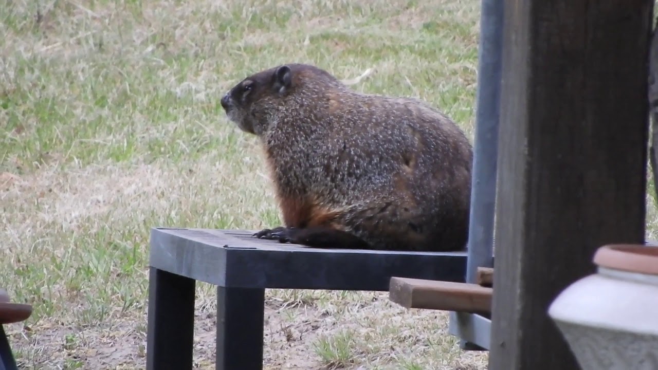 Gopher family - YouTube