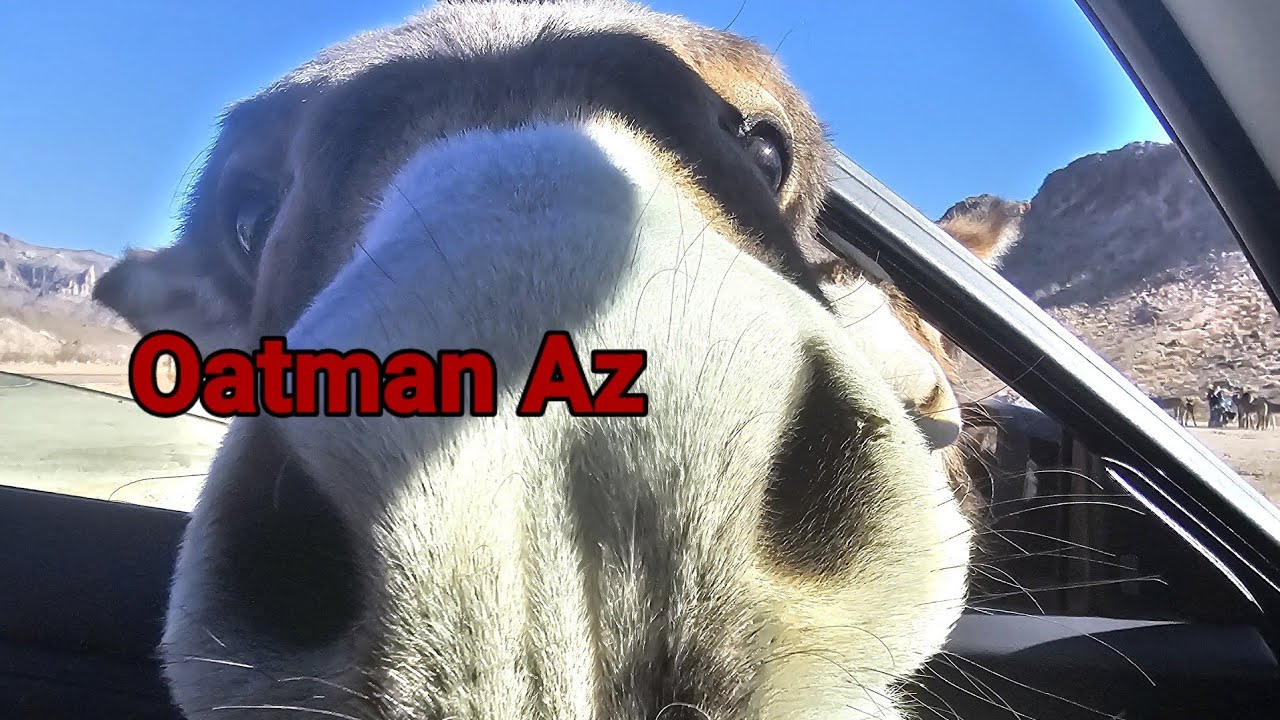 Feeding Burros in Arizona - YouTube
