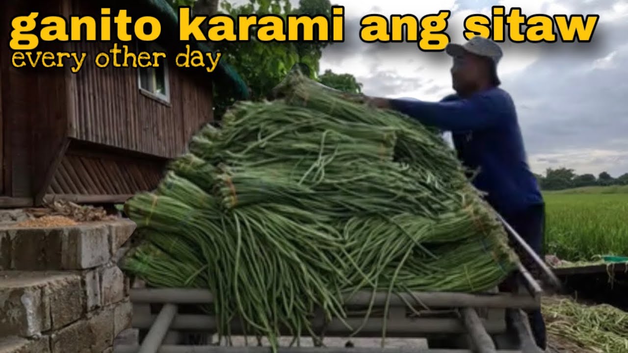 BULTO: Ganito Kadami at Kabigat ang Isang Harvest ng Sitaw - YouTube