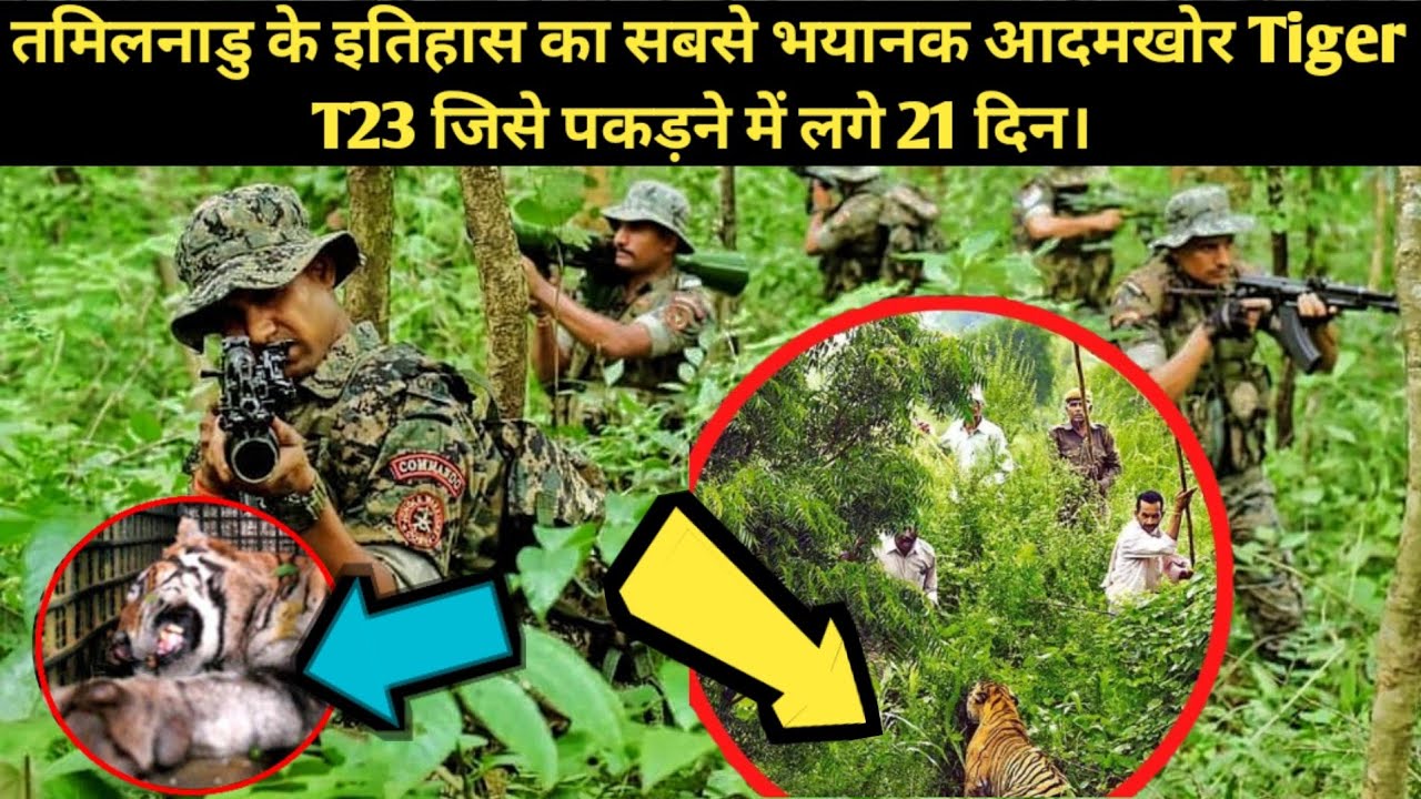 Full story of 21 Days Long Hunt of Tamilnadu's Man Eating Tiger T23 ...