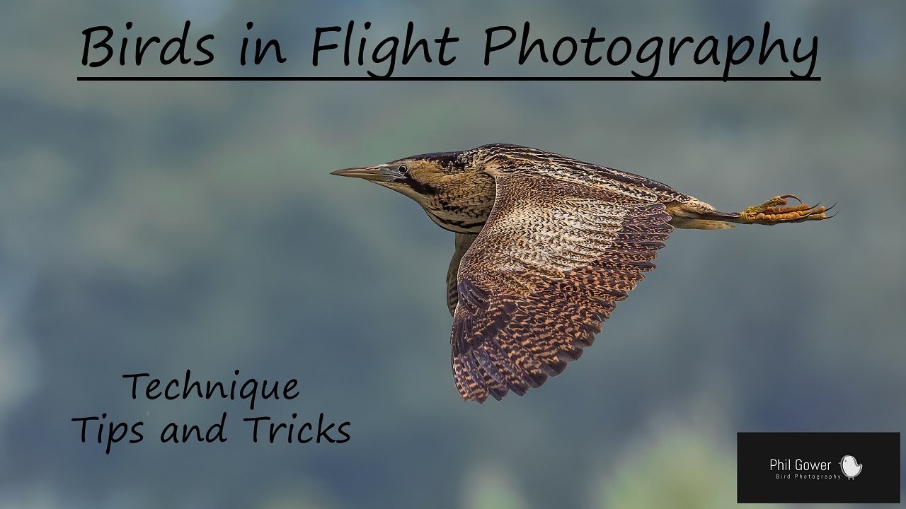 Birds in Flight Photography: Techniques, Tips and Tricks - YouTube