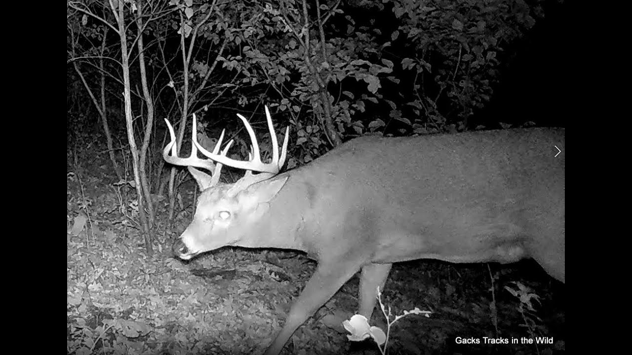 Big buck scrape SW10 29 2021 6 - YouTube