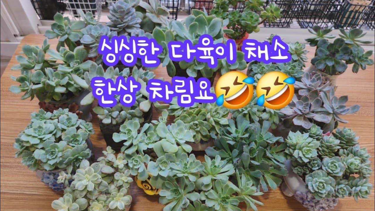 장마비 다 받아 먹고 싱싱한 다육이 채소가 되었어요🤣🤣 걸이대다육 난간다육 베란다다육 다육이 Youtube