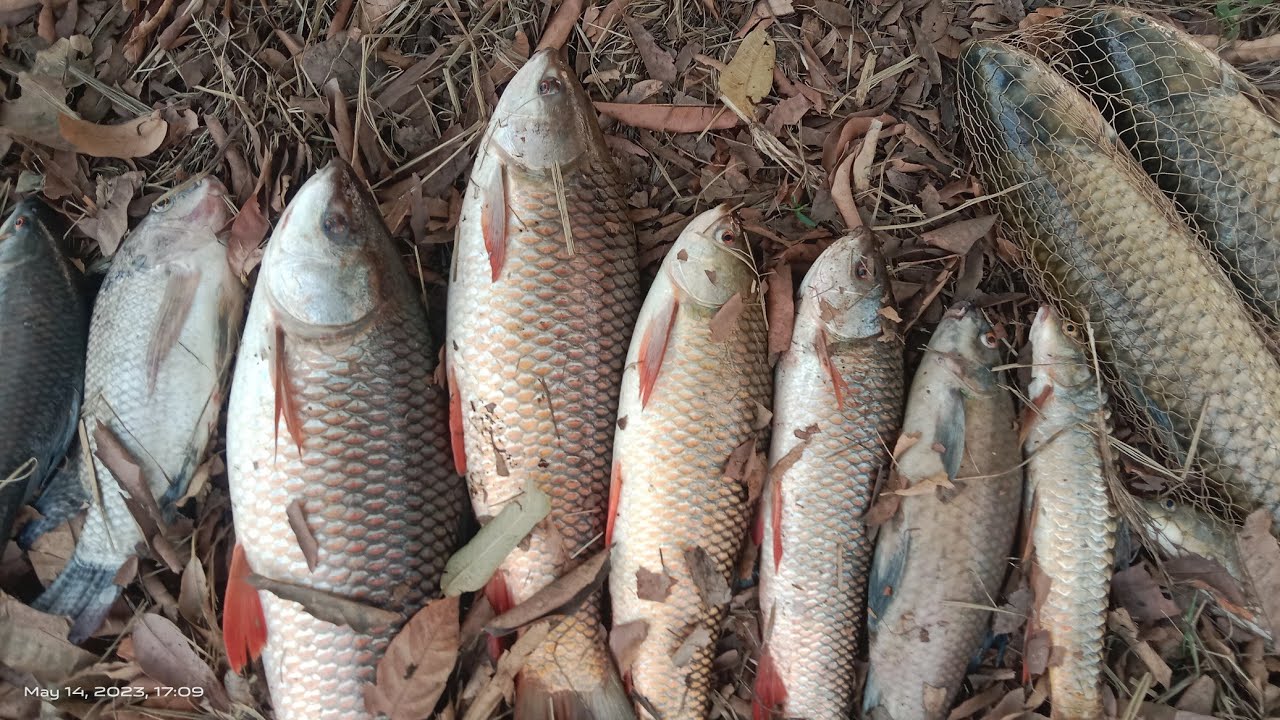 Grass crap Rohu fishing| Gucchha gal fishing back to back catching ...