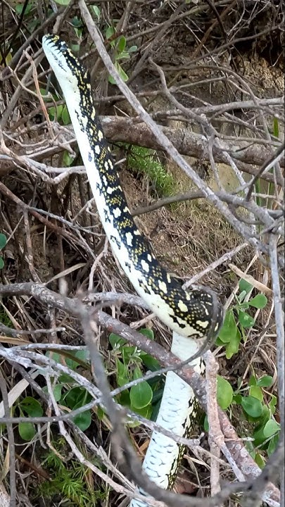 Python Climbs Tree! 🔷️🐍 - YouTube