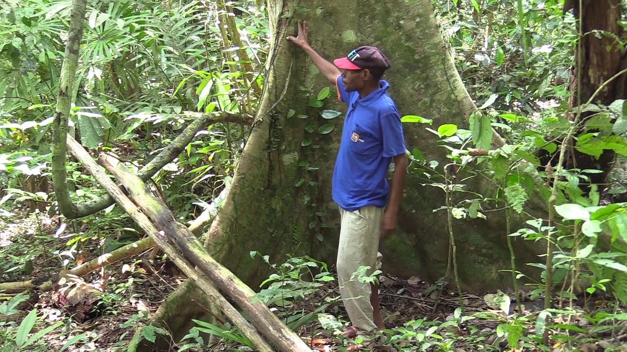 Plant talk: Smo - YouTube