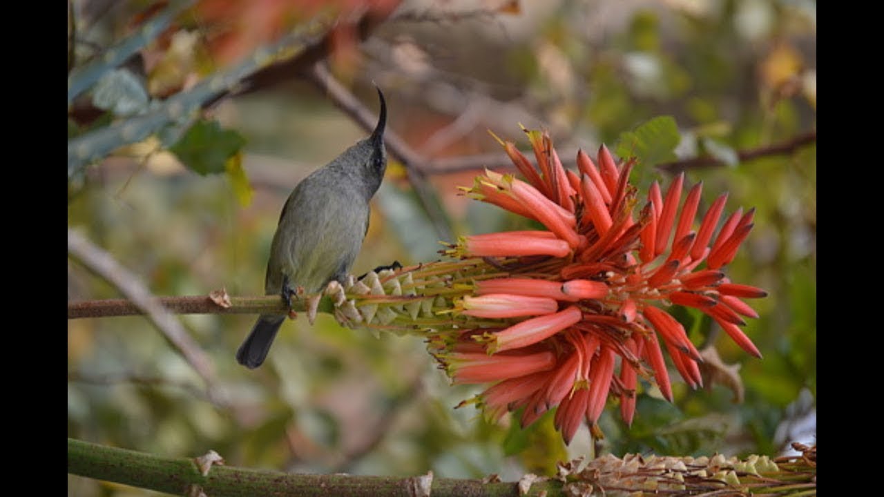 Cute Sunbird Feeding On Aloe Vera Flowers - YouTube