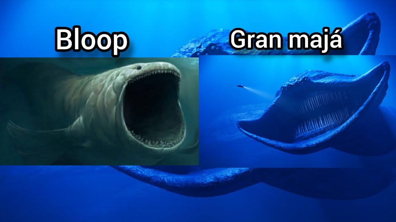 Viendo los shorts del bloop y el gran majá, videos de Zeenchu - YouTube