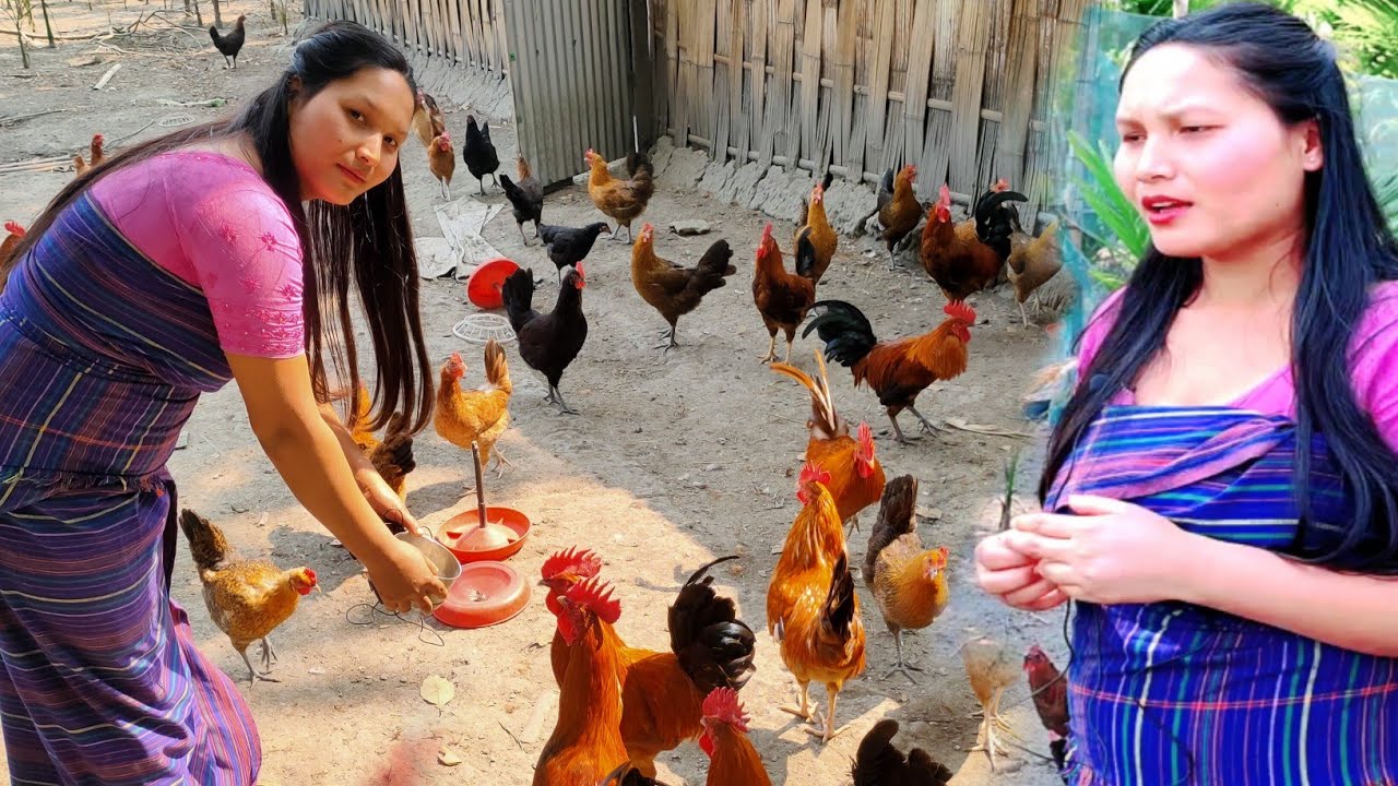 Local chicken farming #localeggs #eggproduction #villagevlog #firman # ...